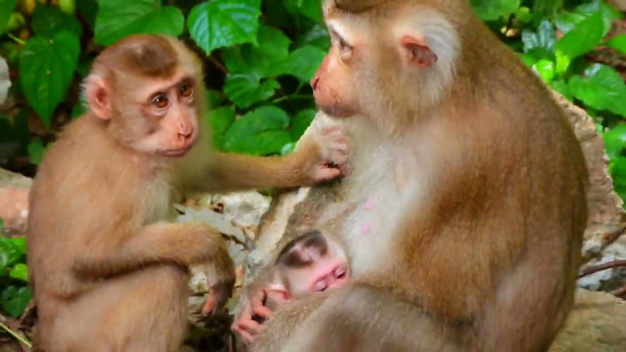 This monkey is judging all your life choices. His intense stare will ...