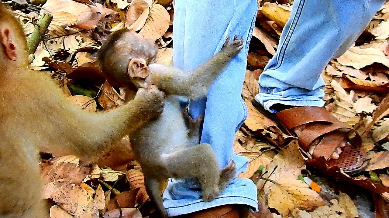 Papa, help me please! I want to go away from sister Sheba - YouTube