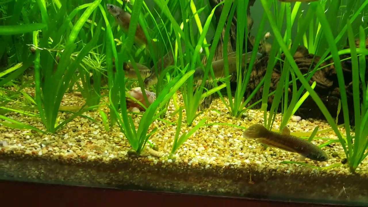 Daily Vlog #15/16: Water testing, moving fish around, and dead fish ...