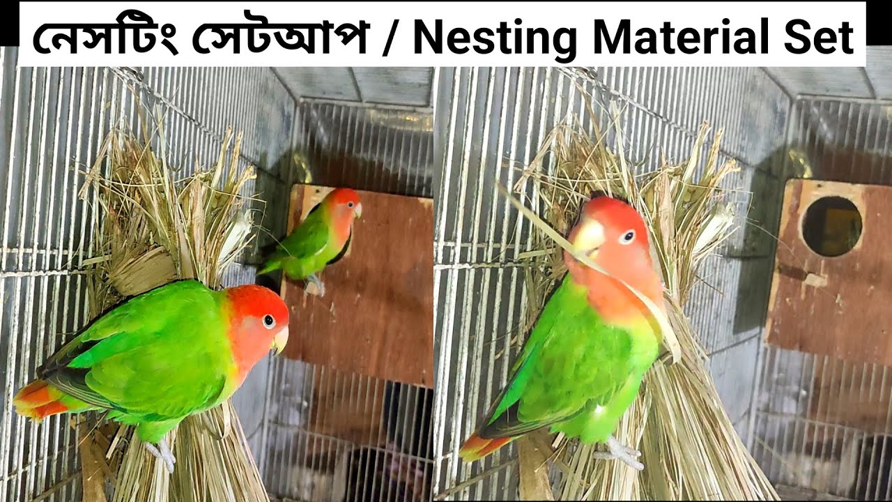 How To Set Love Birds Nesting Material - YouTube