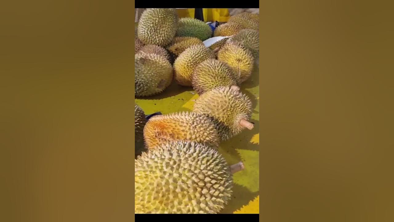 HARGA MURAH DAN BERGARANSI BELI DURIAN DI POJOK DUREN SEMAMBUNG-SIDOARJO - YouTube