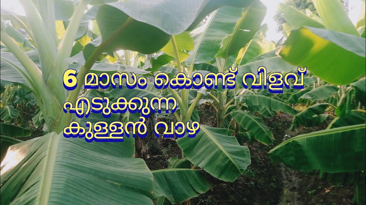 Manjeri kullan #vazhakrishi #tips #farming #banana #kerala #modern ...
