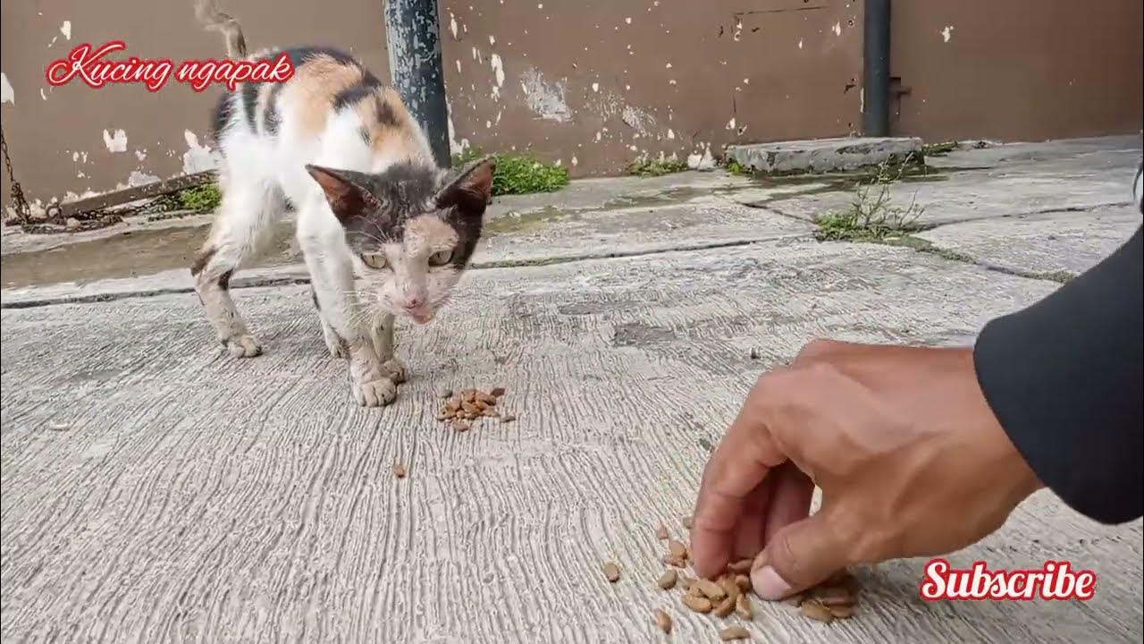 Kucing jalanan kurus kering kelaparan #berbagi #kucingjalanan - YouTube