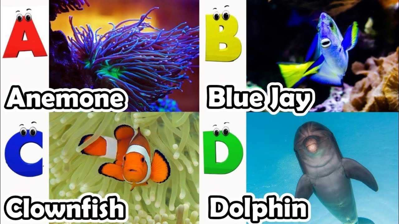 ABC Sea Animals | ABC Safari Animals 18TH1449 | Alphabet Animals Song ...