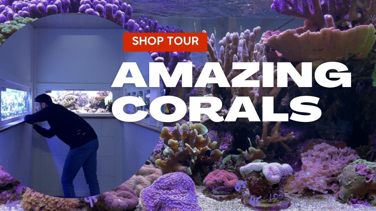 Shoptour in the most amazing saltwater aquarium store! - YouTube