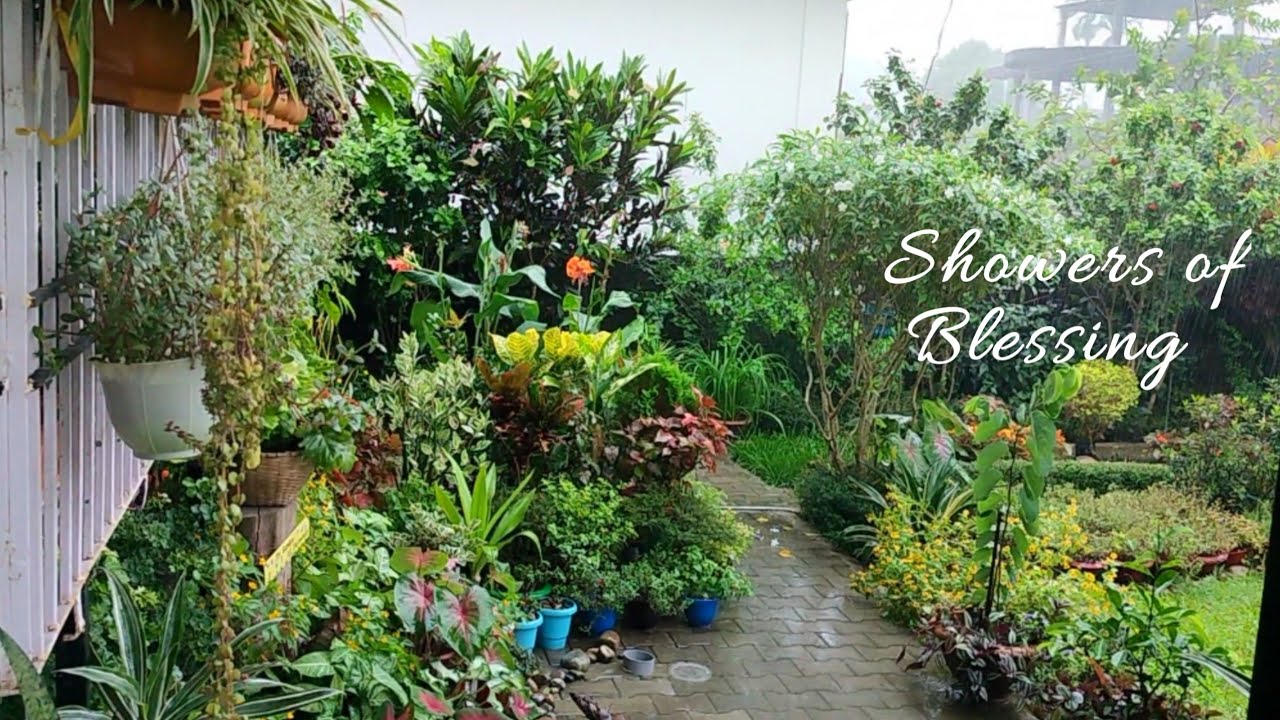 Showers of blessing, life for plants // My garden in rain🌧️ - YouTube