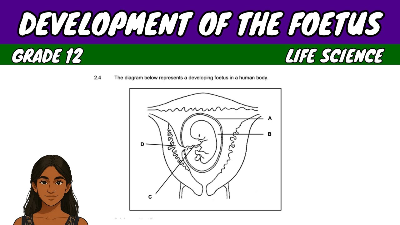 Development of the Foetus | Grade 12 Life Science - YouTube