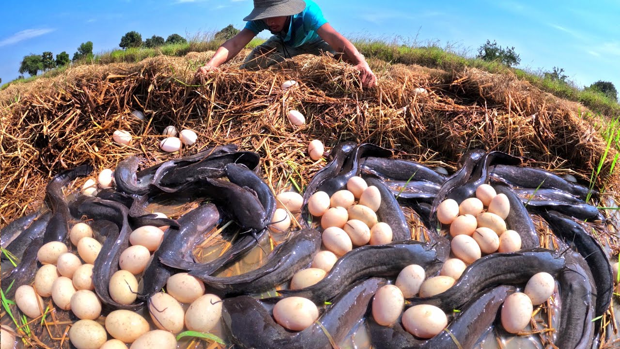 Top unique amazing - A fishing by hand catch a lot of fish and pick ...