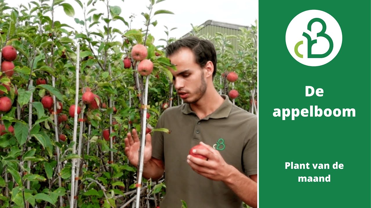 De appelboom | Plant van de maand september | Groencentrum de ...