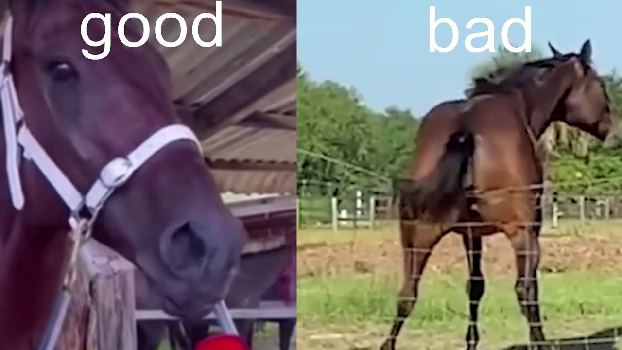 Good vs Bad Horse - YouTube