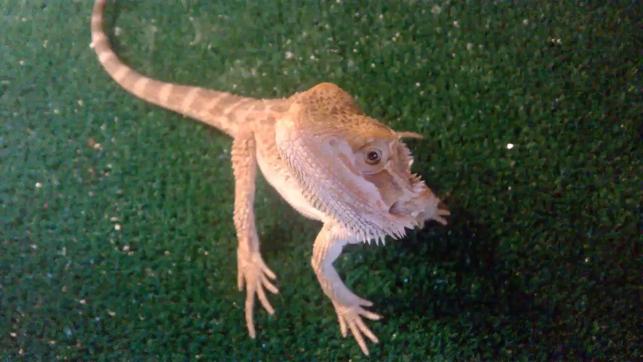 Pogona vitticeps feeding - YouTube