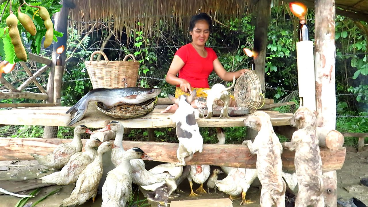 Food makes a living : Woman picks tamarind leaves and fruit to cook ...