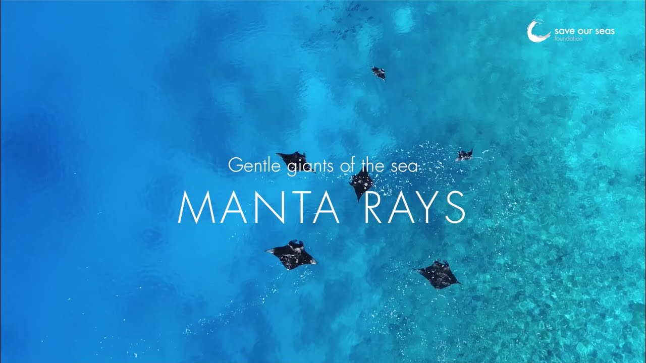 Manta rays - YouTube