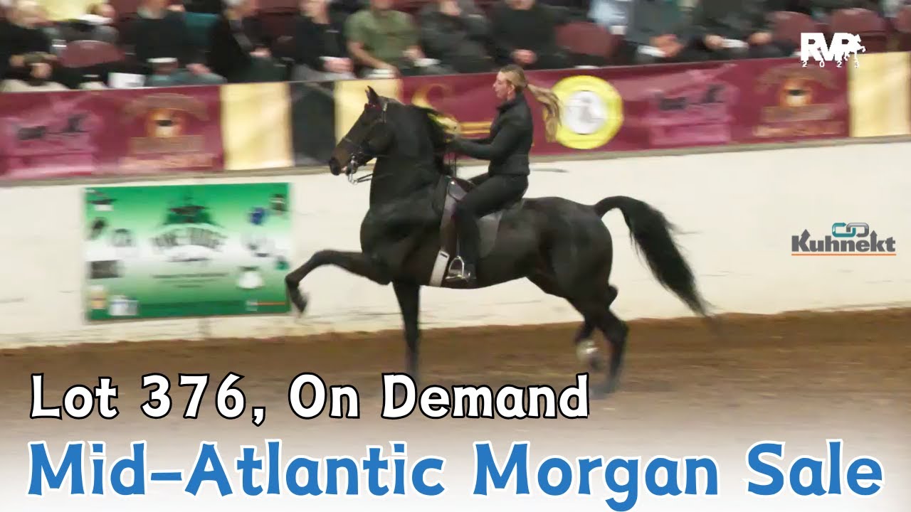 Lot 376, On Demand, Mid-Atlantic Morgan Sale Preview - YouTube