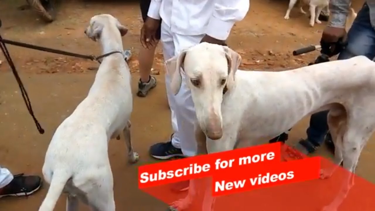 Wow ! Most Amazing Indian dog breeds | Mudhol hound | Karnataka | - YouTube