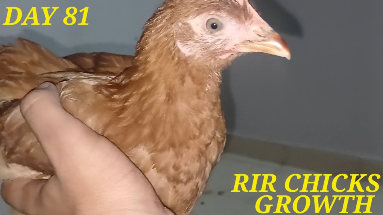 Rir Chicks Growth Day 81 | Very Active - YouTube