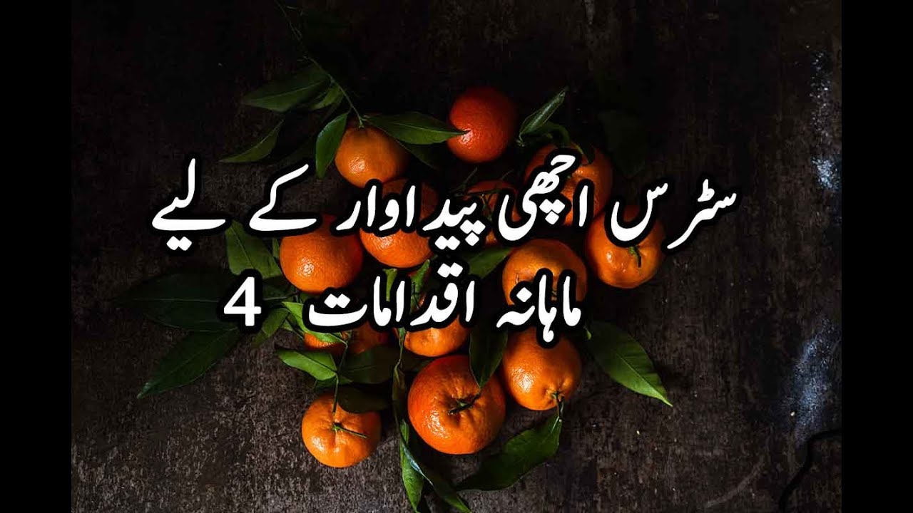 Part 4 Citrus schedule |Proper way to Control citrus insect| Weed ...