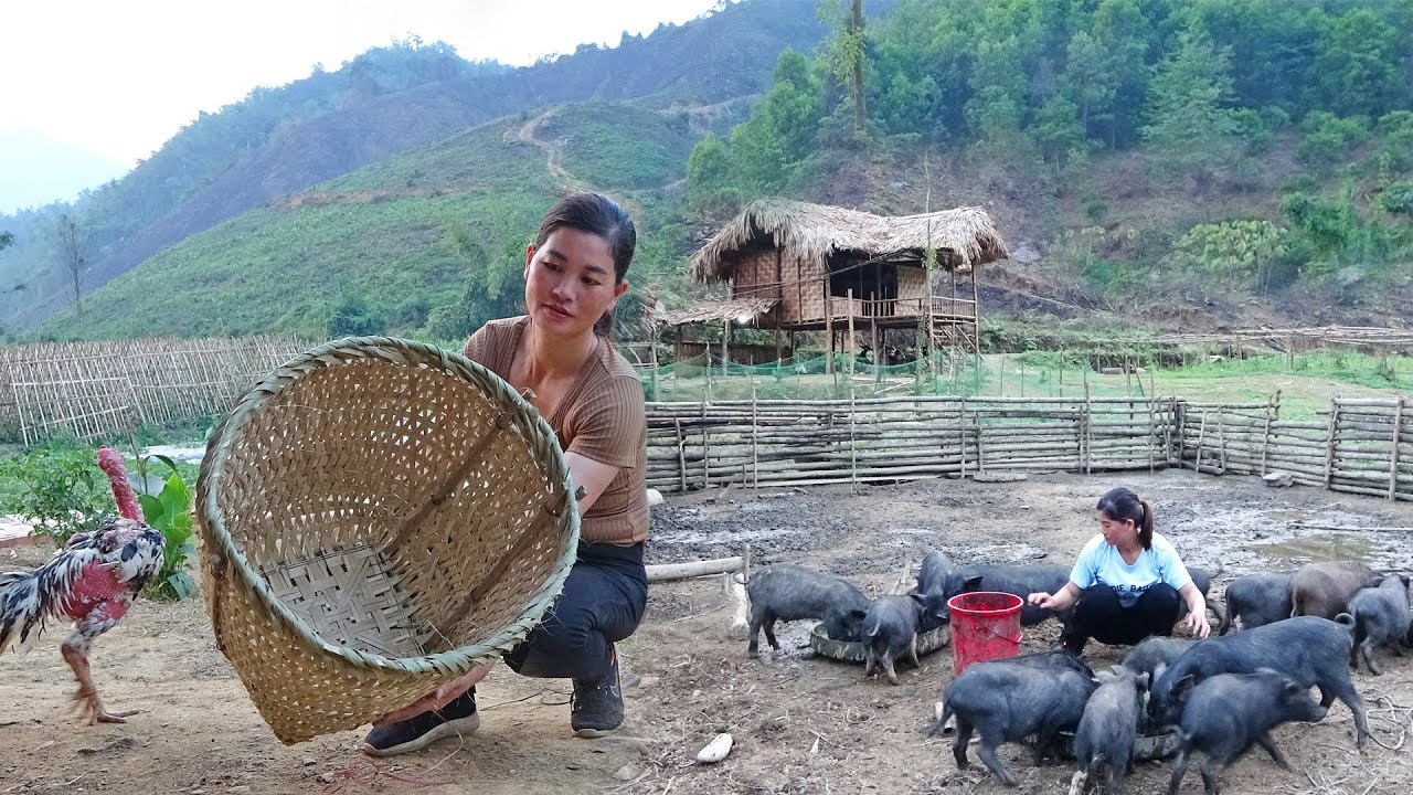 Farm Daily Life: How to knit a bamboo basket, Plant papaya garden, pigs ...