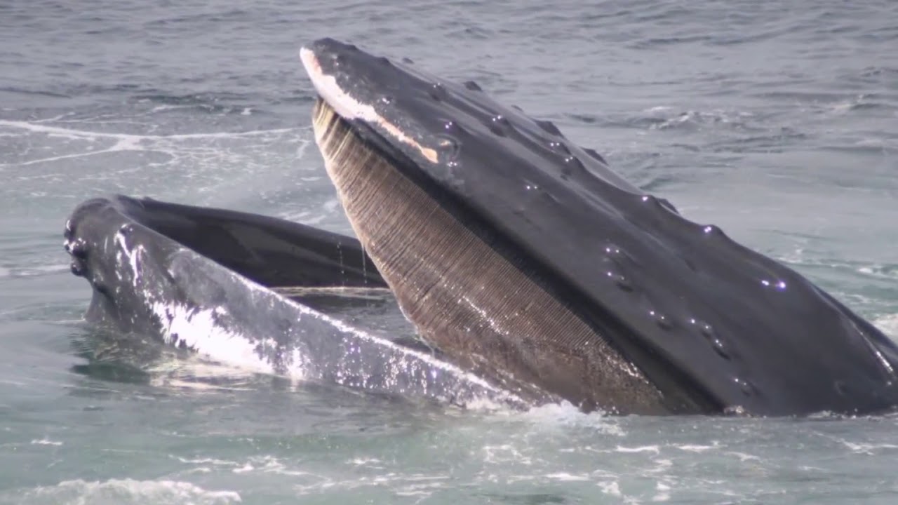 दुनिया में पहली बार कैमरे में कैद हुई व्हेल मछली की इतनी ऊंची हवा में ...