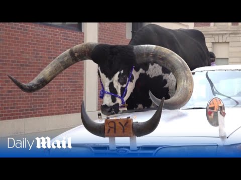 Police pull over vehicle with a giant bull riding in the front ...