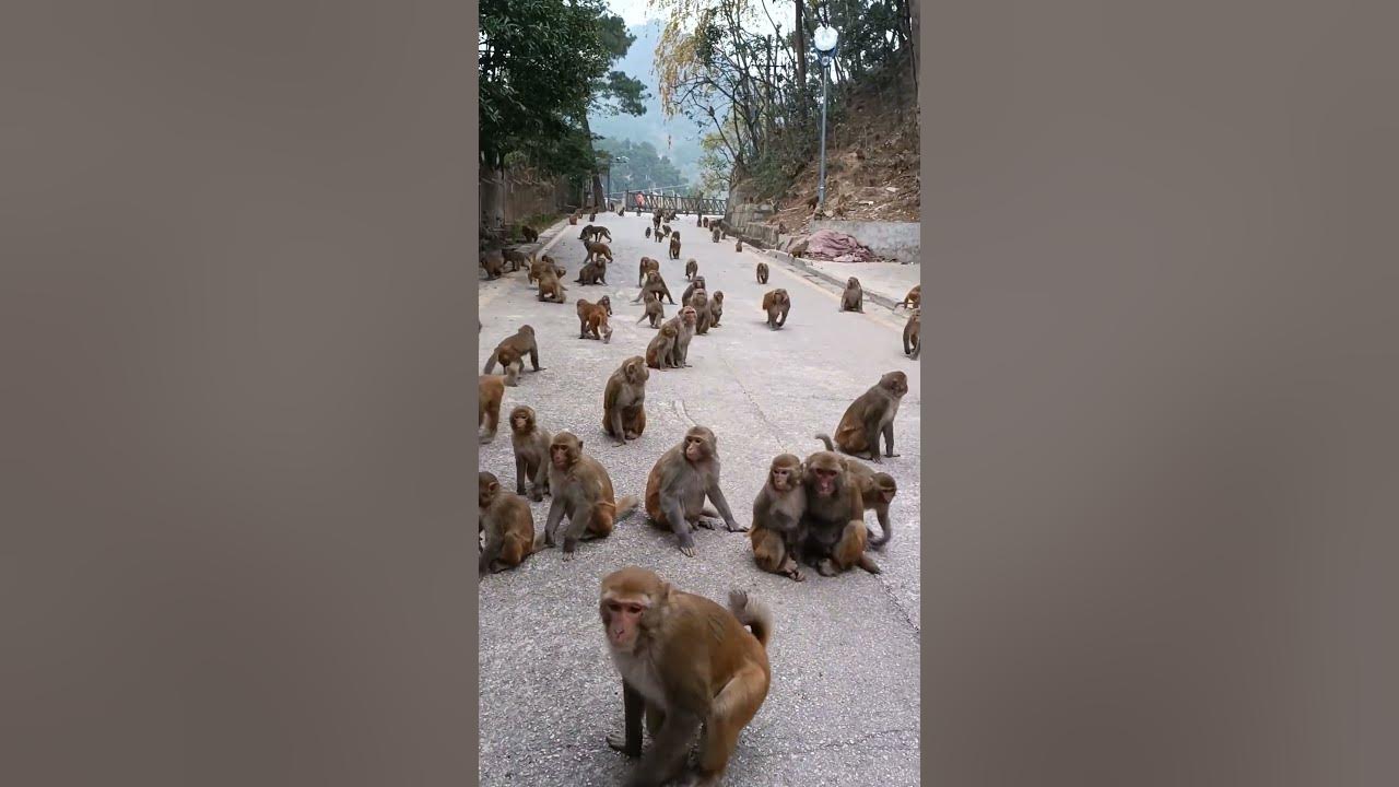 Monkeys go down the mountain and occupy the highway - YouTube