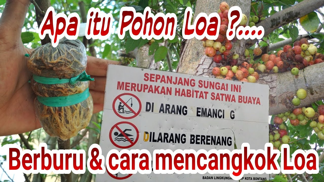 Habitat Pohon Loa Ficus Racemosa || Cara Mencangkok Loa - YouTube