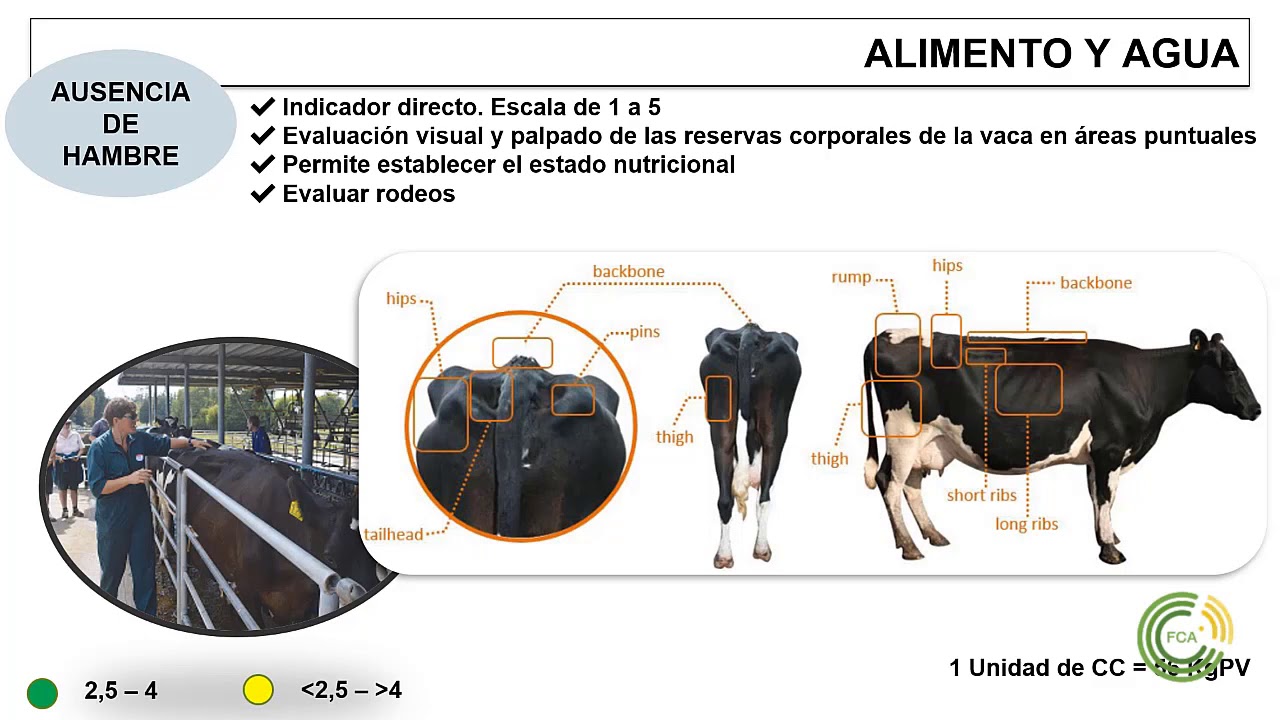 Indicadores de Comportamiento y Bienestar Animal (Parte 1) - YouTube