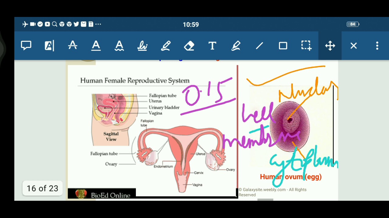 How do organism reproduce (sexual reproduction in humans ) module 1 ...