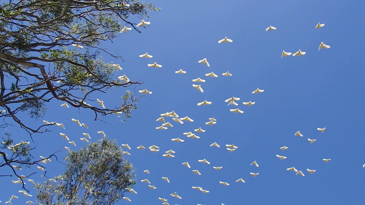 Gatton at Lake apex park in the afternoon~ - YouTube
