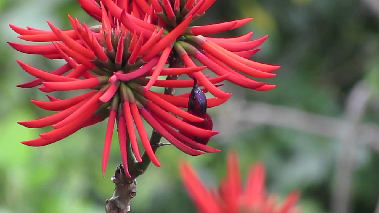 Mrs Gould's Sunbird 1 - YouTube