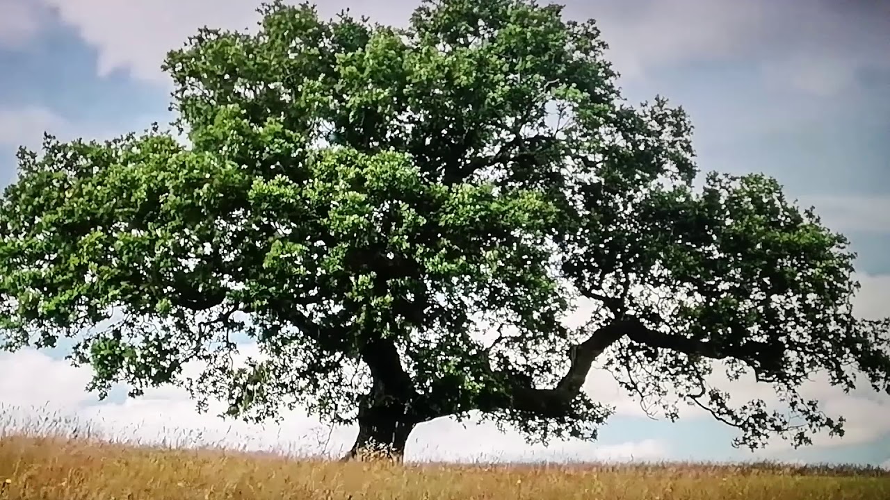 Oak Tree Meditation. Healing, Releasing & Energising. - YouTube