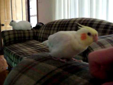 cockatiel gets angry when he stops getting a scratch - YouTube