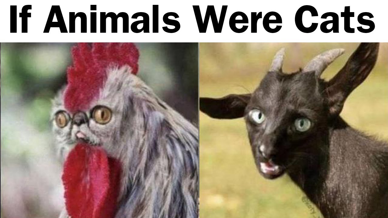 Memes That Break Your Brain - YouTube