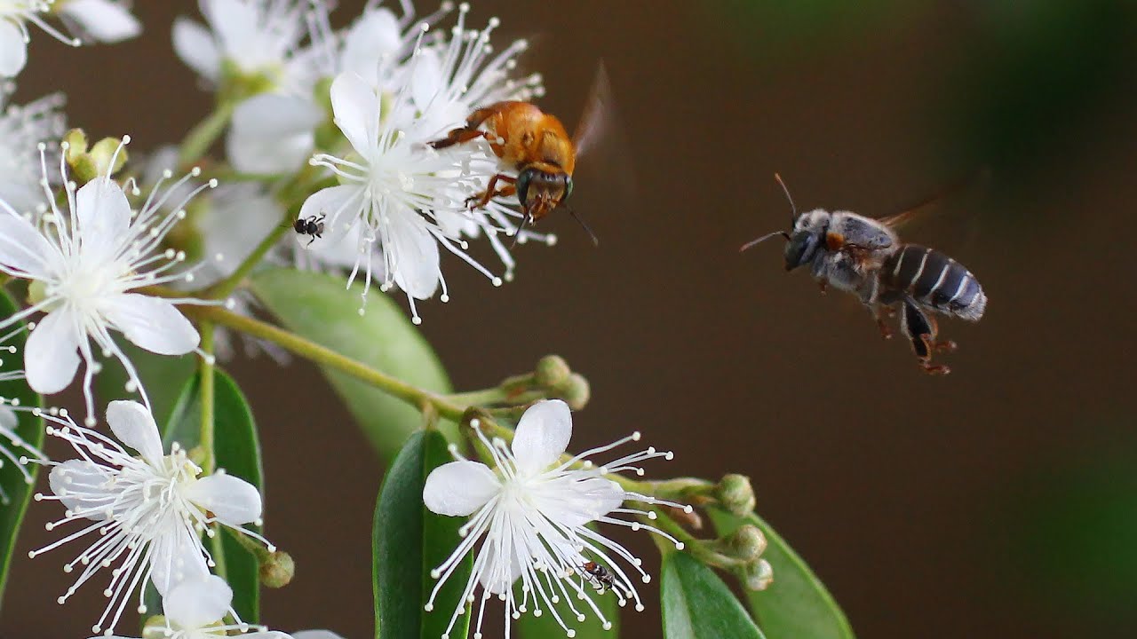 Bosque florido - YouTube