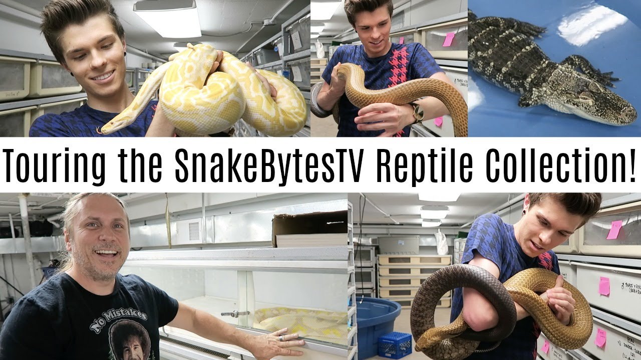 Touring the SnakeBytesTV Reptile Collection! w/ Brian Barczyk - YouTube