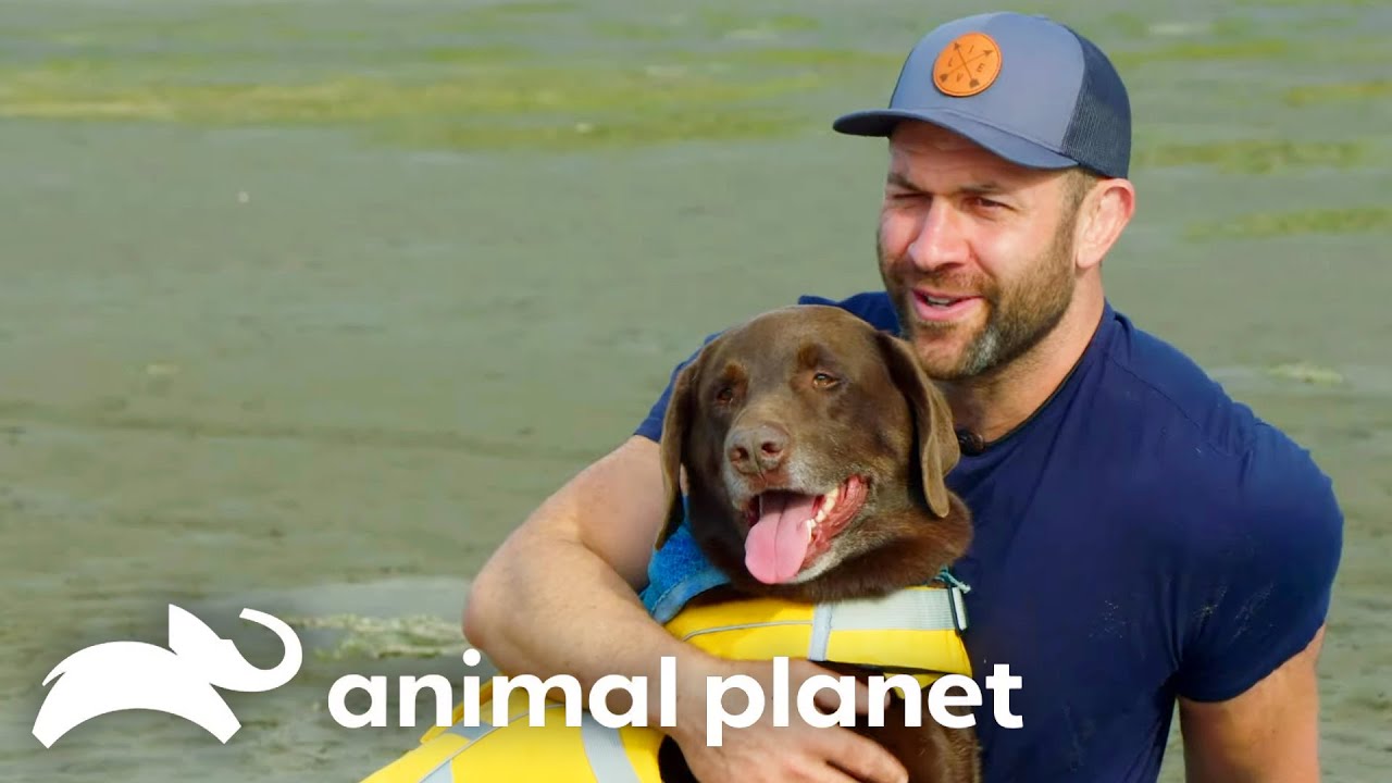 The SWEETEST Moments of Lee Asher & His Pack | My Pack Life | Animal ...