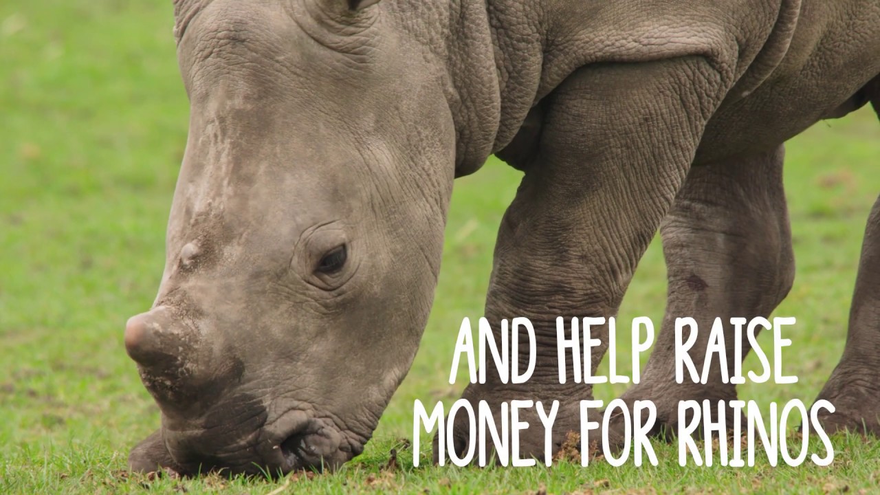 Rhino Week 2019 at West Midland Safari Park - YouTube