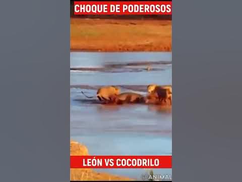 Leones contra Cocodrilo mira como termina esta pelea - YouTube