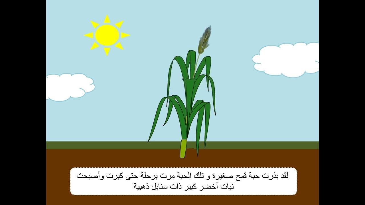 قصة رحلة حبة القمح تمهيد درس لغتي Youtube