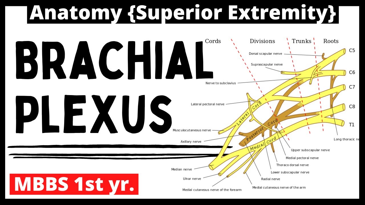 Brachial plexus Anatomy || Superior Extrimity || MBBS 1st year - YouTube