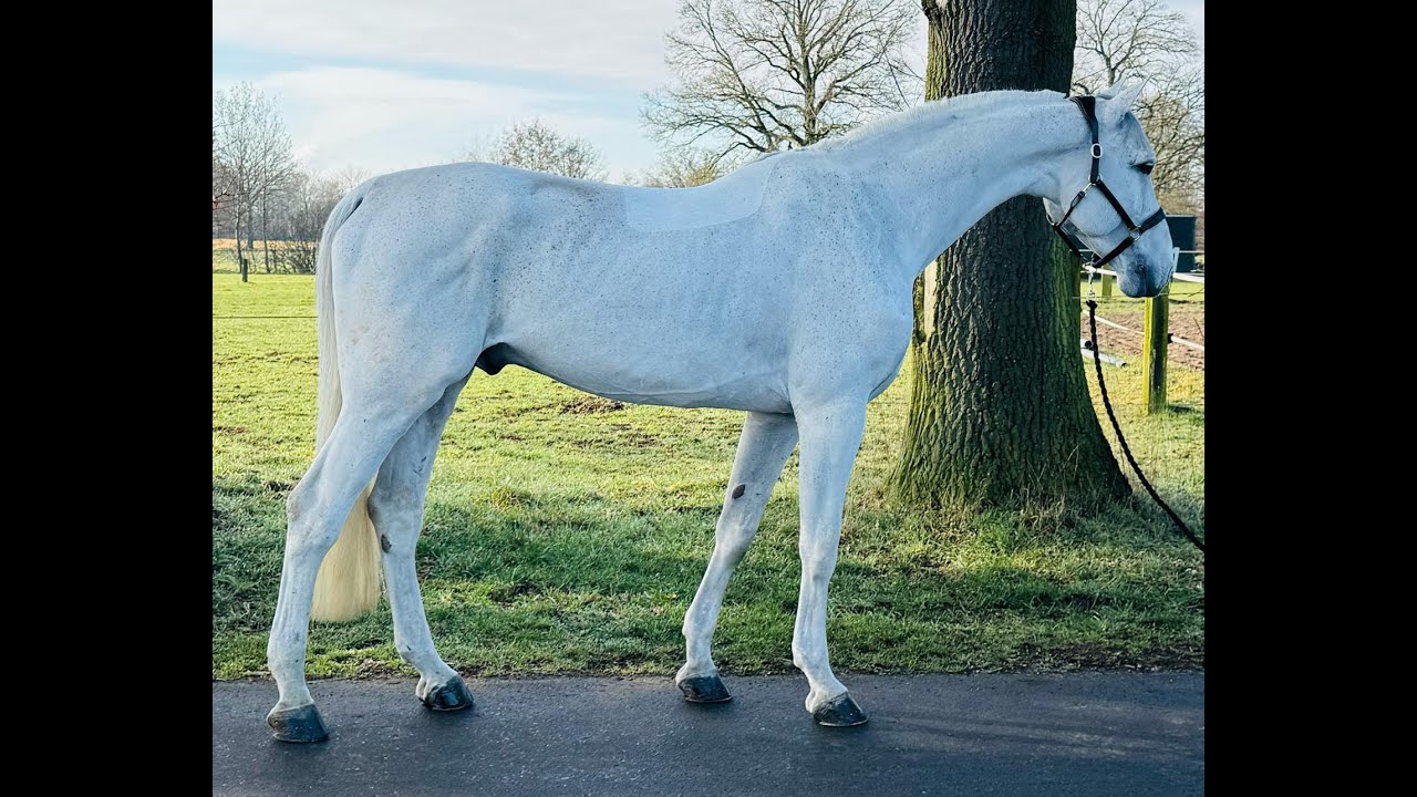 Valentino: VIVANT VD HEFFINCK x CARTHAGO - 2016 stallion - YouTube