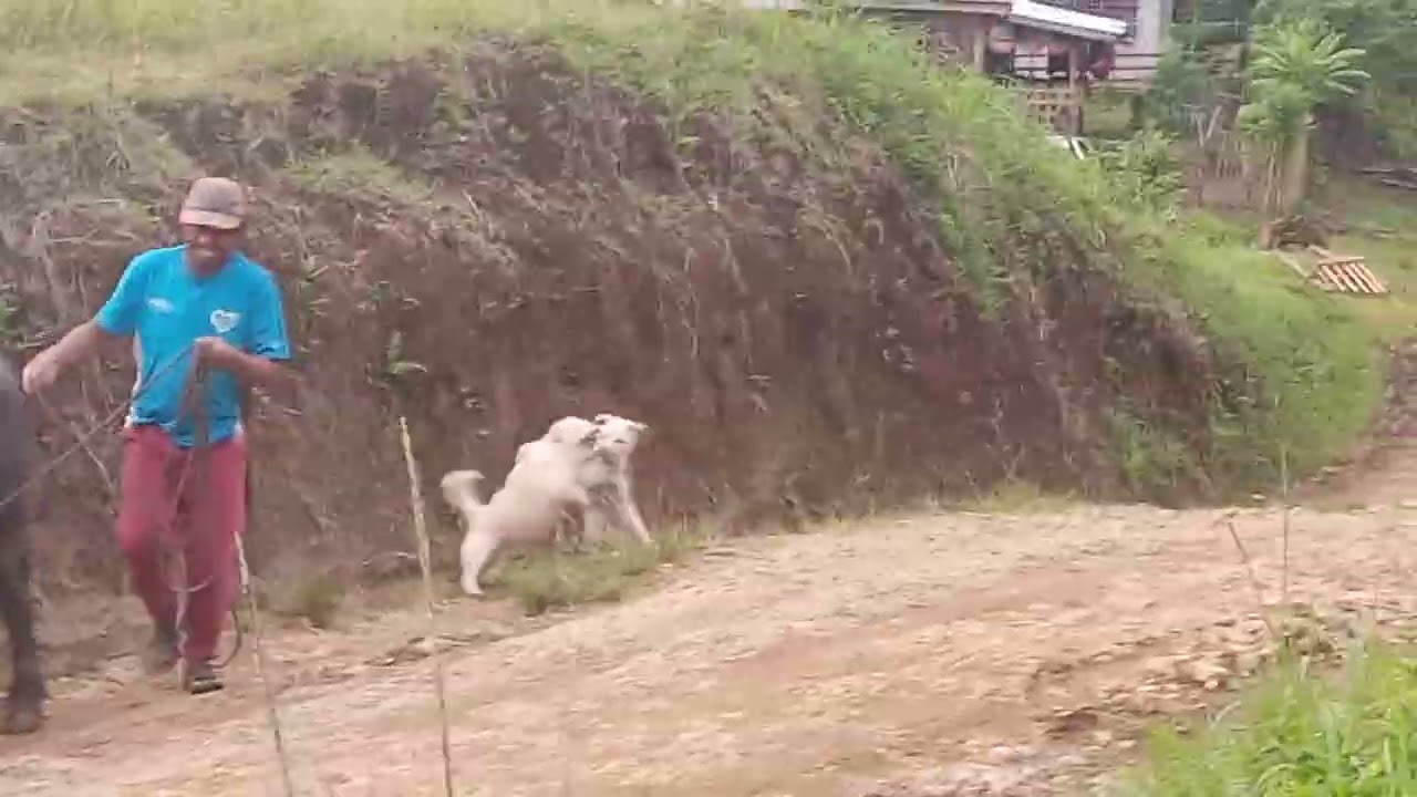 Small Dog Attacks a Larger Dog - YouTube