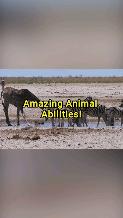 Top 5 Amazing Animal Abilities! - YouTube
