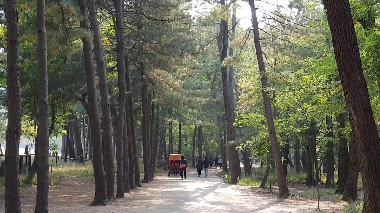 가평 여행#6 ㅣ 남이섬(Naminara Republic Island) ㅣ 남이섬풍경 - YouTube