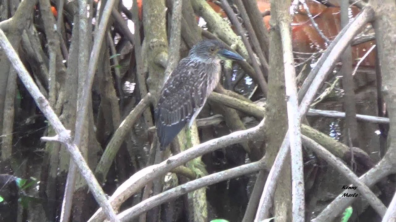 Yaboa Común en mangle - YouTube