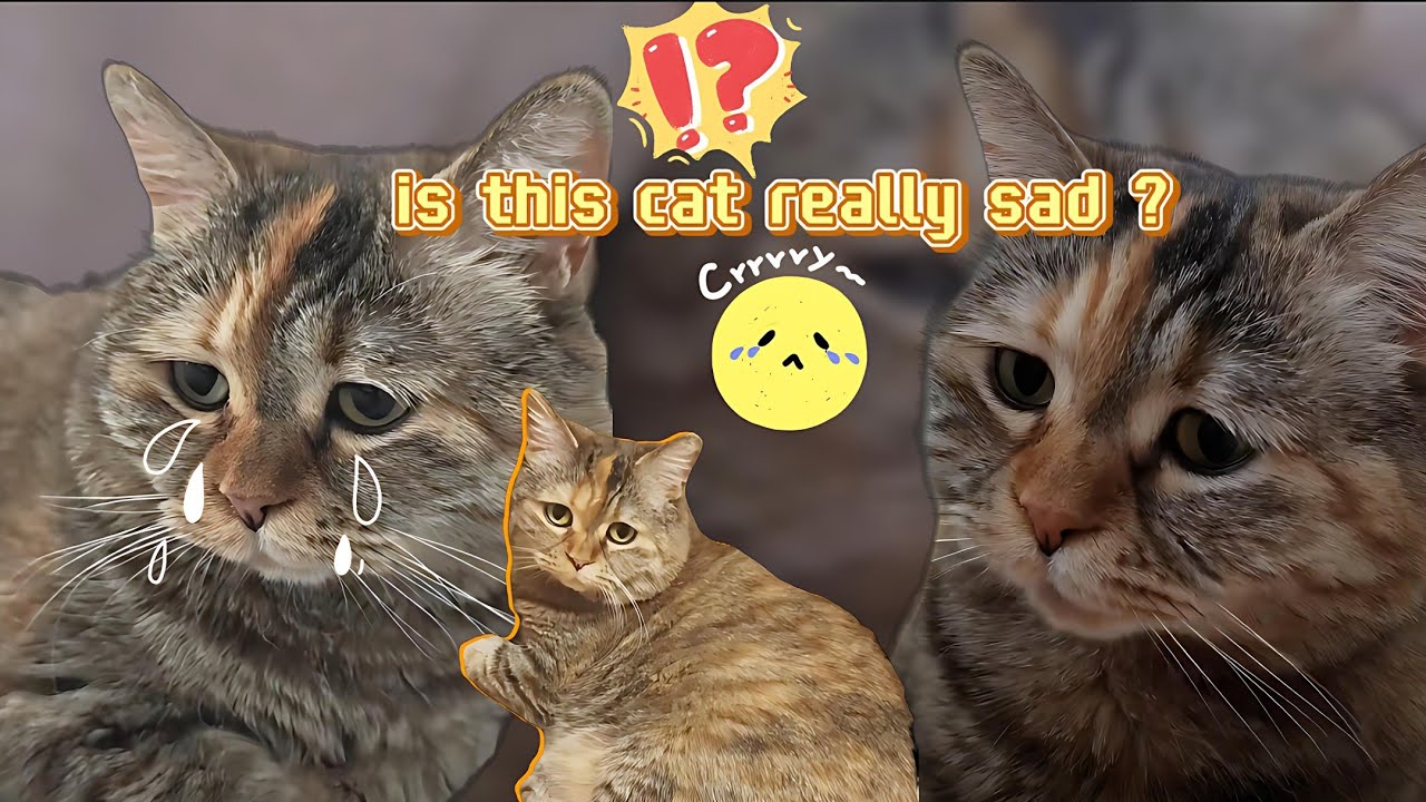sad talking cat meme Story - YouTube