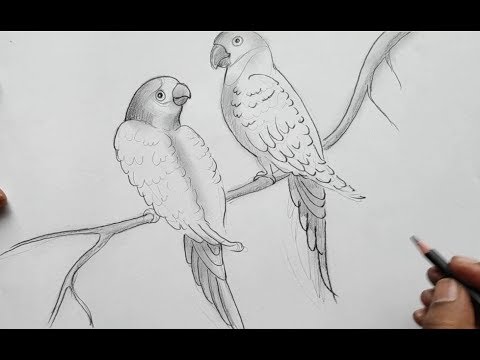 How to draw two Parrots || Pencil sketch draw two parrots - YouTube