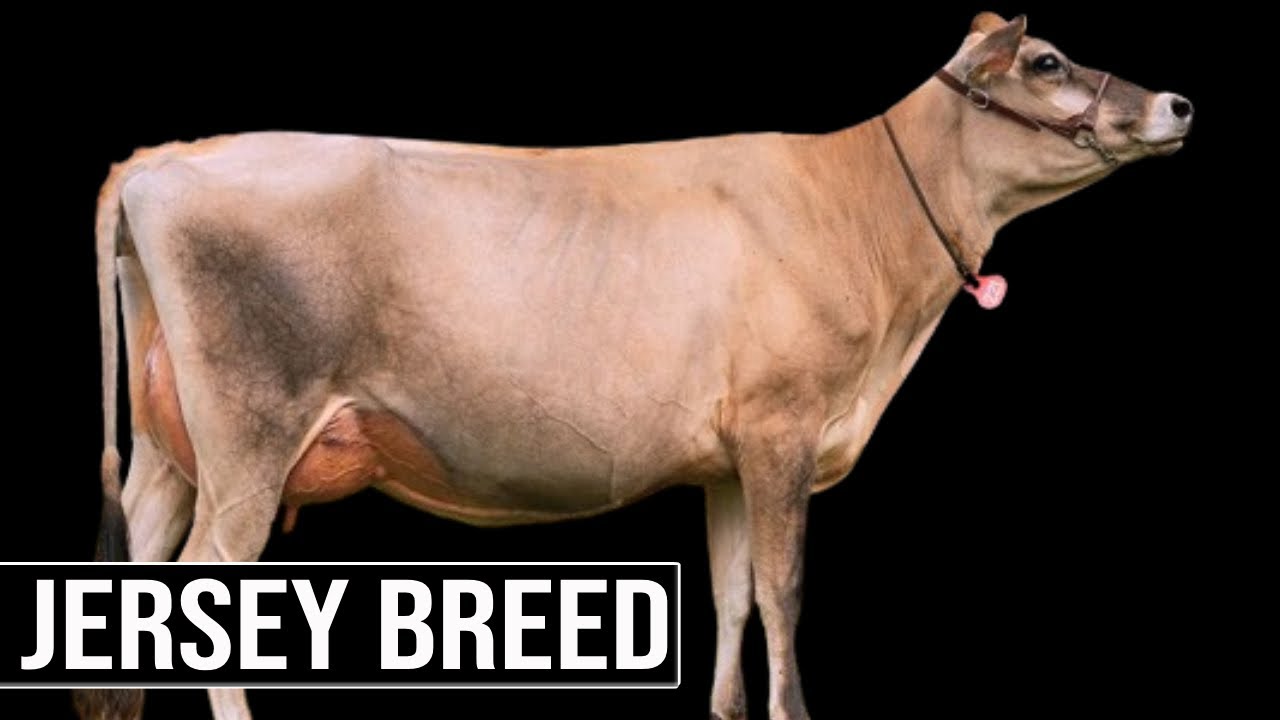 🔴Discovering JERSEY CATTLE A Breed Overview 🥛Biggest Bulls And Cows ...