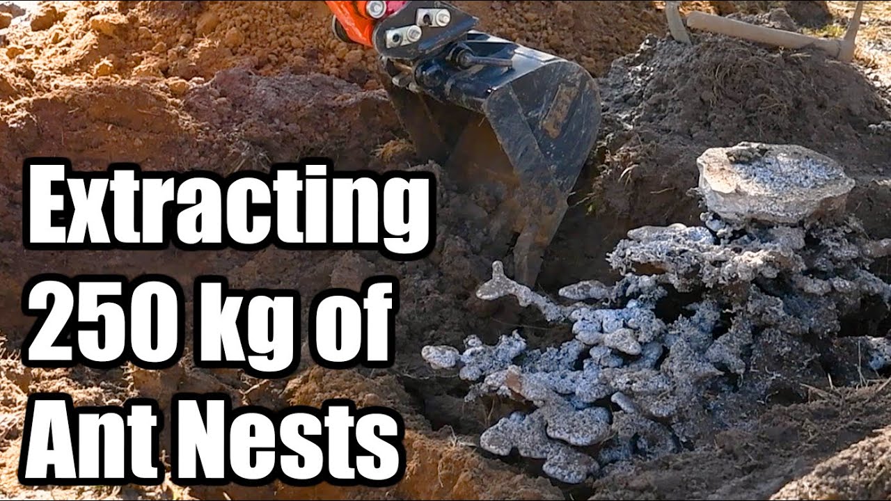 Extracting 250 kg of ant nest castings. Triple Casting Bull Ant Nest ...