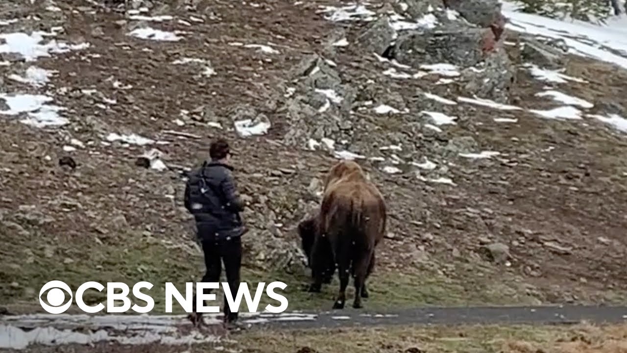 Bison charges at man in Yellowstone National Park after he got too ...